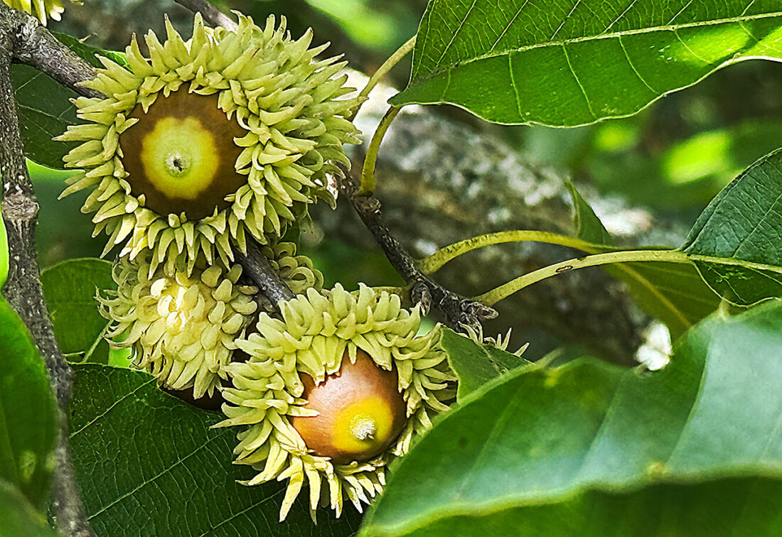 Picture This: A Rather Exotic Acorn | News, Sports, Jobs - News and ...